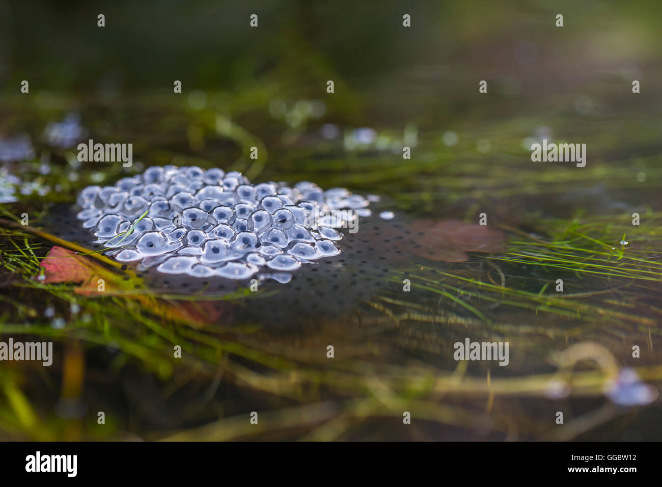 Frog spawn in a garden pond Stock Photo - Alamy