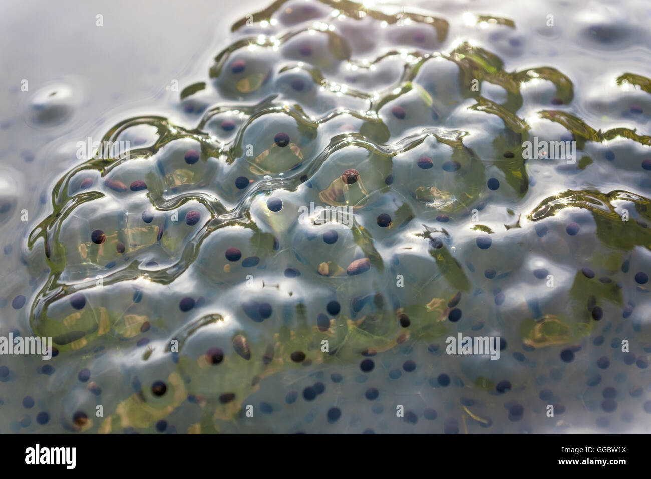 Frog spawn in a garden pond Stock Photo - Alamy