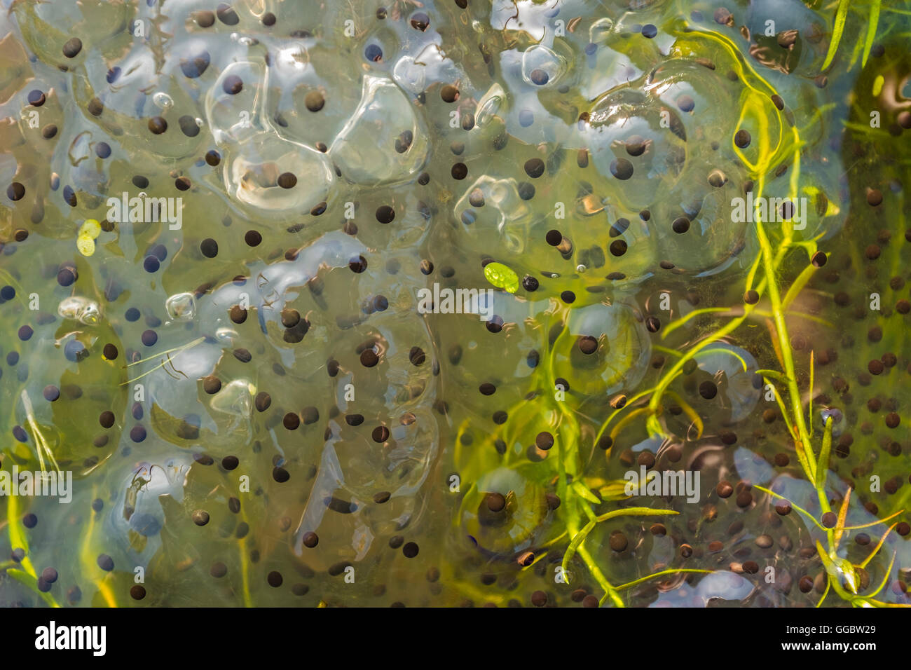 Common frog spawn in a garden pond Stock Photo - Alamy