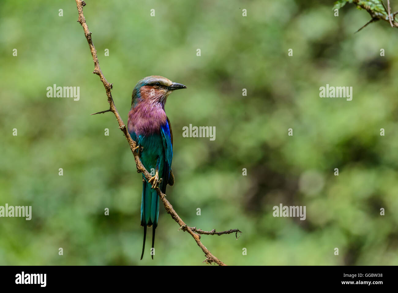 Birds in Masai Mara Kenya Stock Photo - Alamy