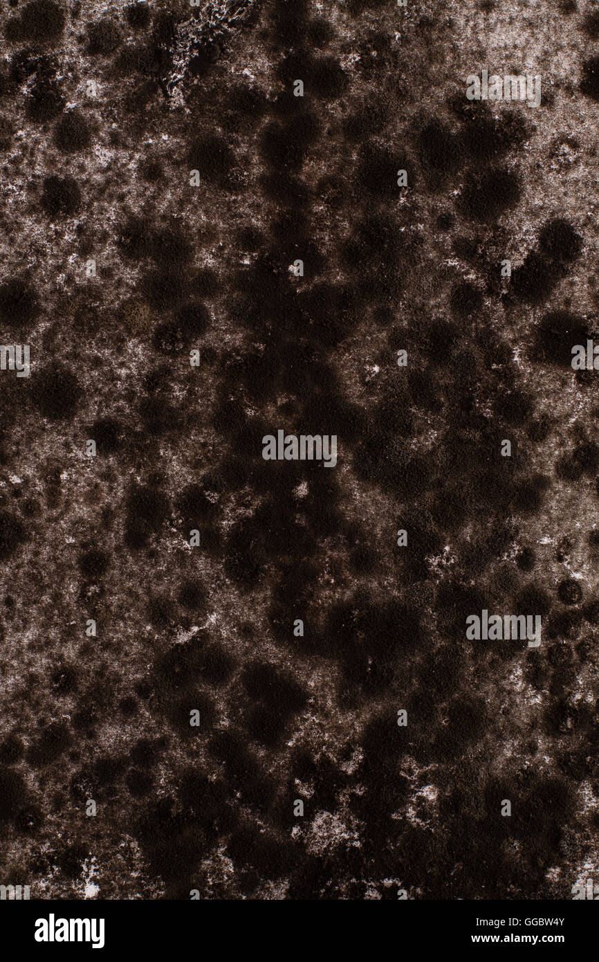 Black mold background hi-res stock photography and images - Alamy