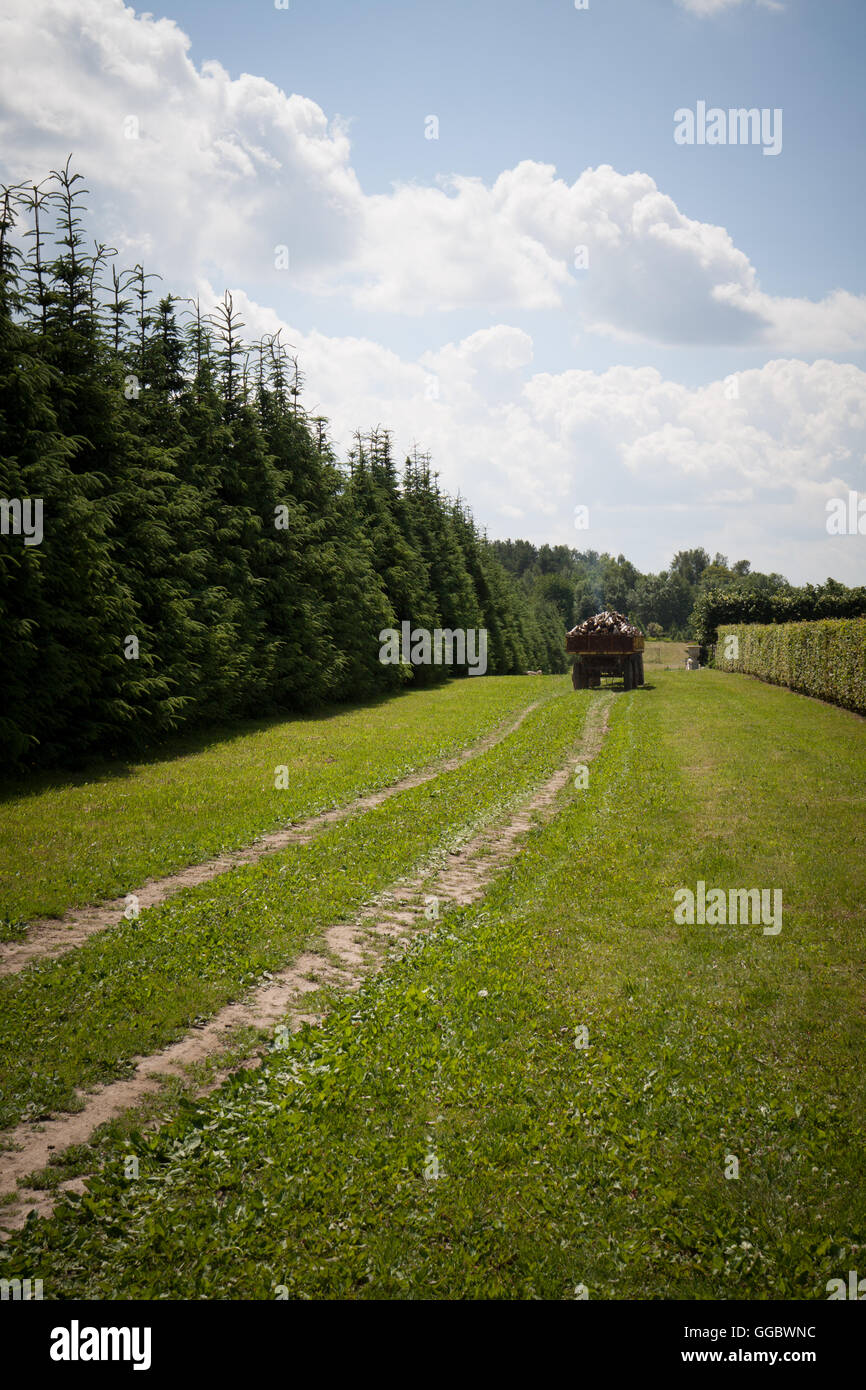 Tractor transportation firewood ride park path Stock Photo - Alamy