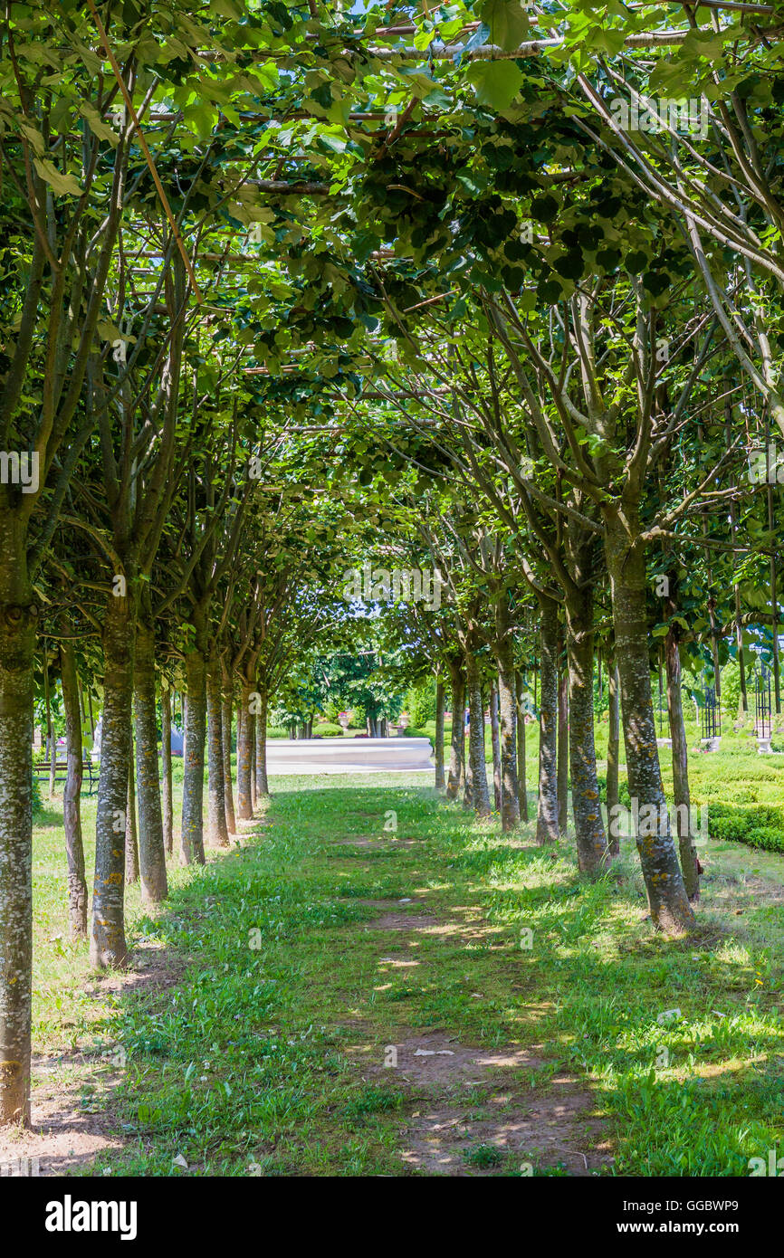 The alley of young trees Stock Photo - Alamy