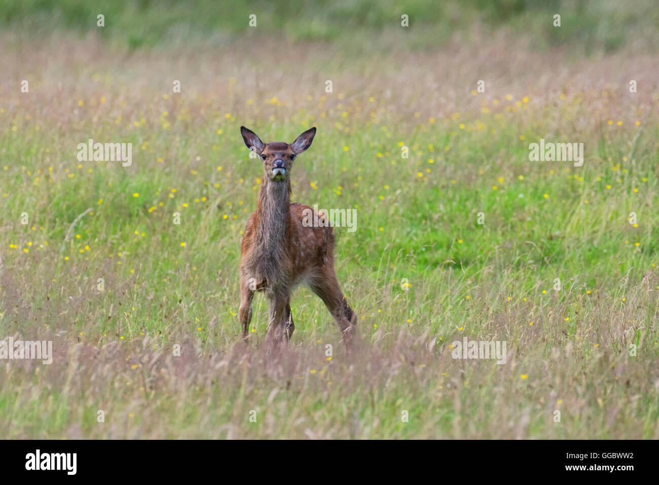 Red deer and fawn hi-res stock photography and images - Alamy