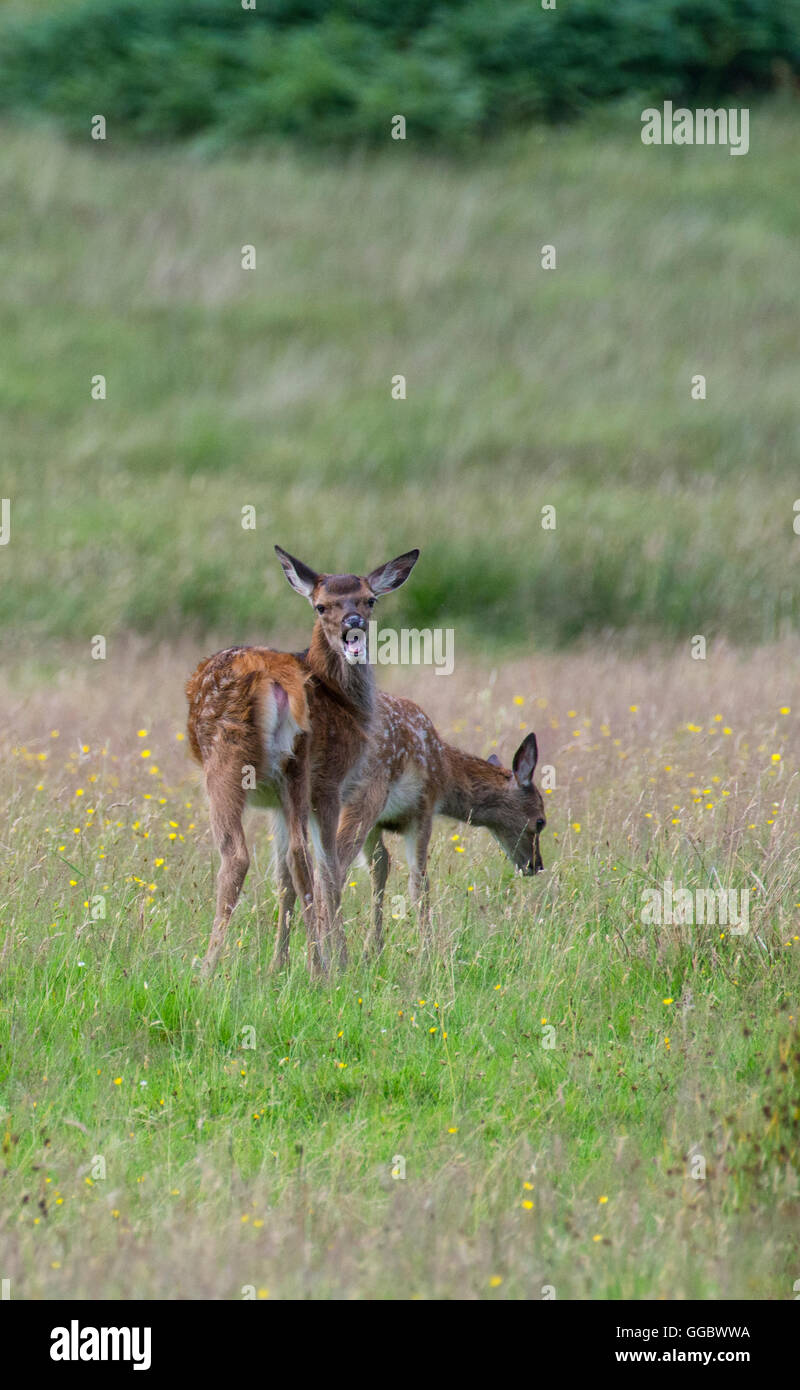 Red Deer fawns Stock Photo - Alamy