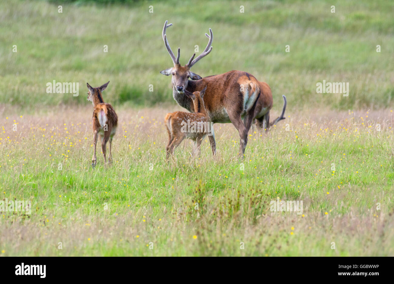 Red deer fawns hi-res stock photography and images - Alamy