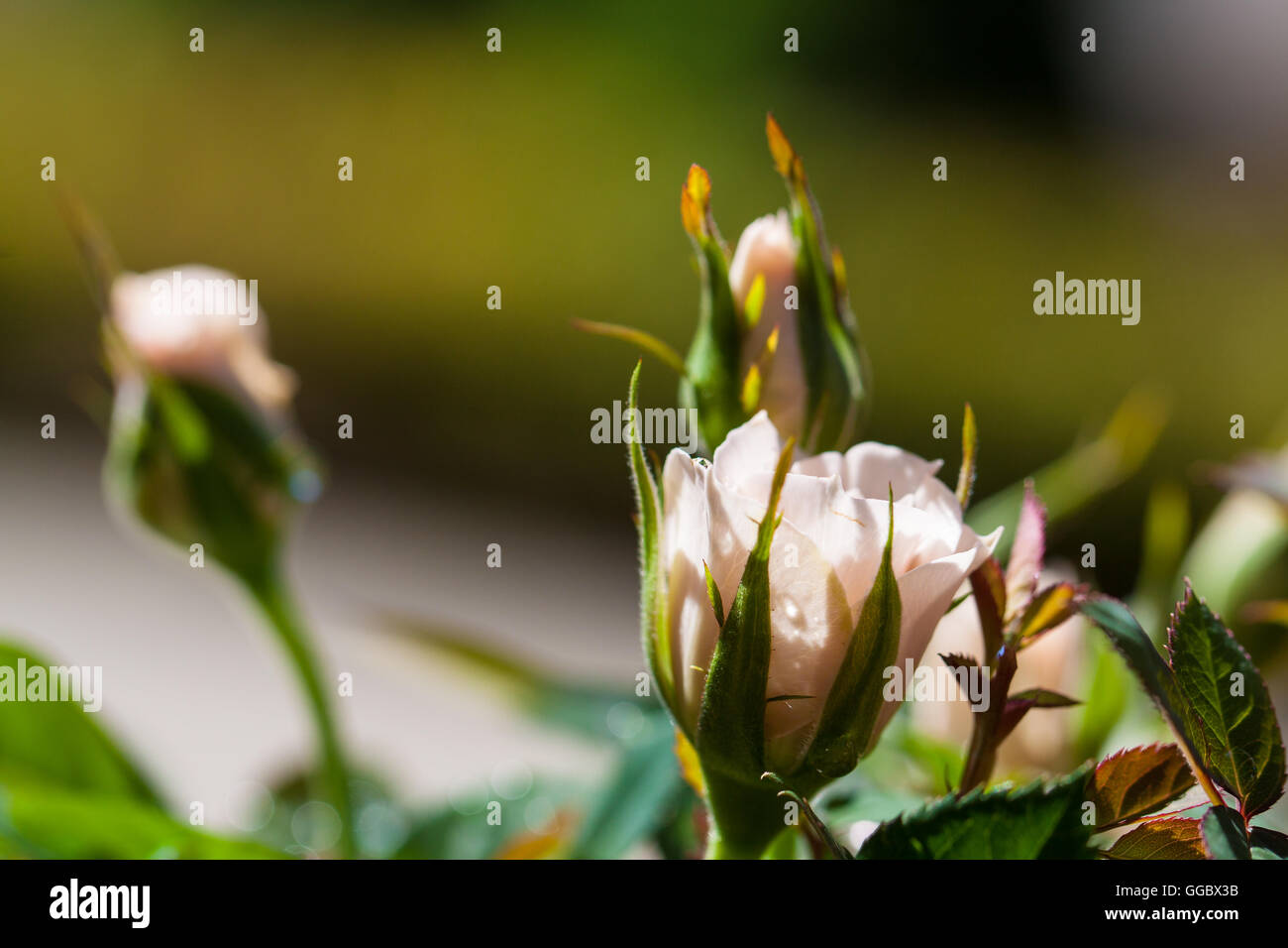 Immature pink roses Stock Photo - Alamy
