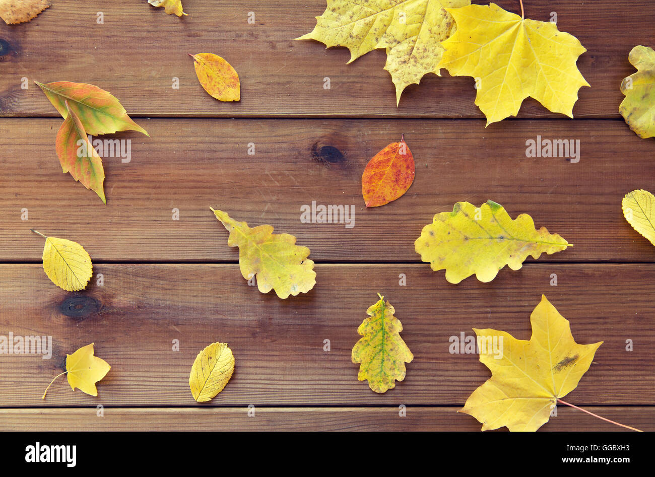 Fall set various leaves hi-res stock photography and images - Alamy