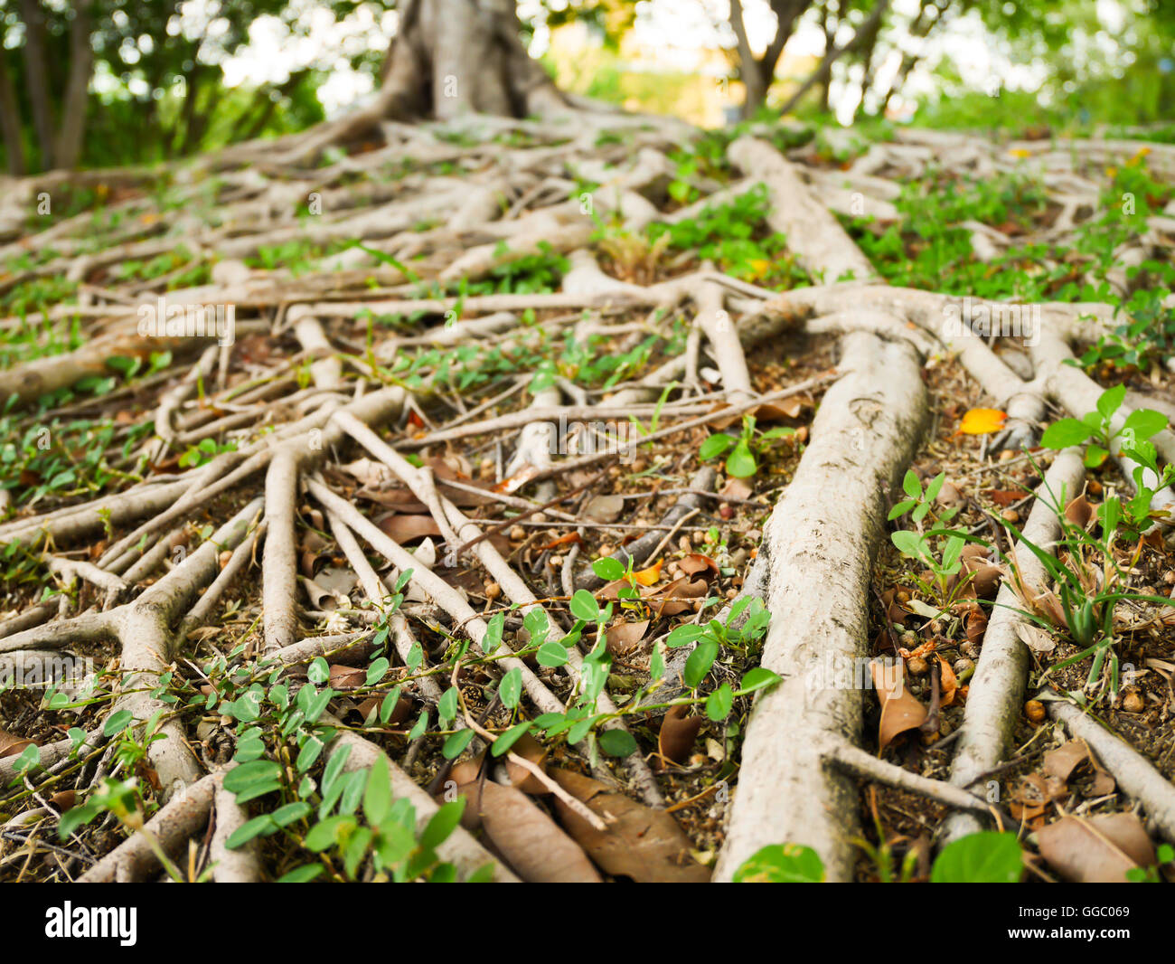 Close up many root web under the tree and blur background Stock Photo ...
