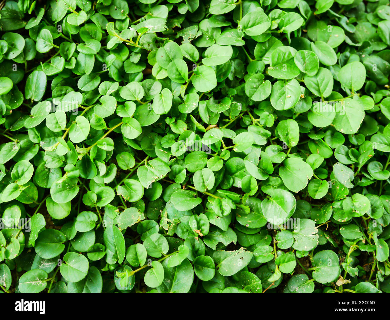 Vintage many green leaf background Stock Photo - Alamy