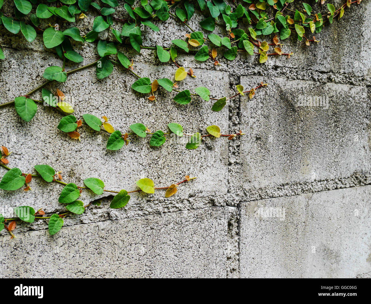 Creep tree growth on old brick wall with copy space Stock Photo - Alamy