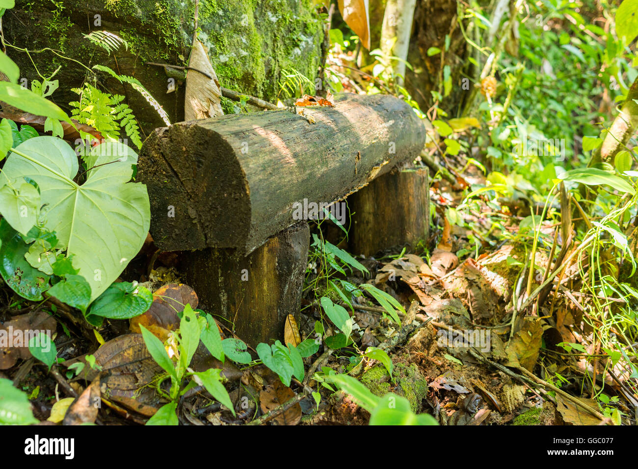 Bench made from a tree trunk in the woods Stock Photo - Alamy