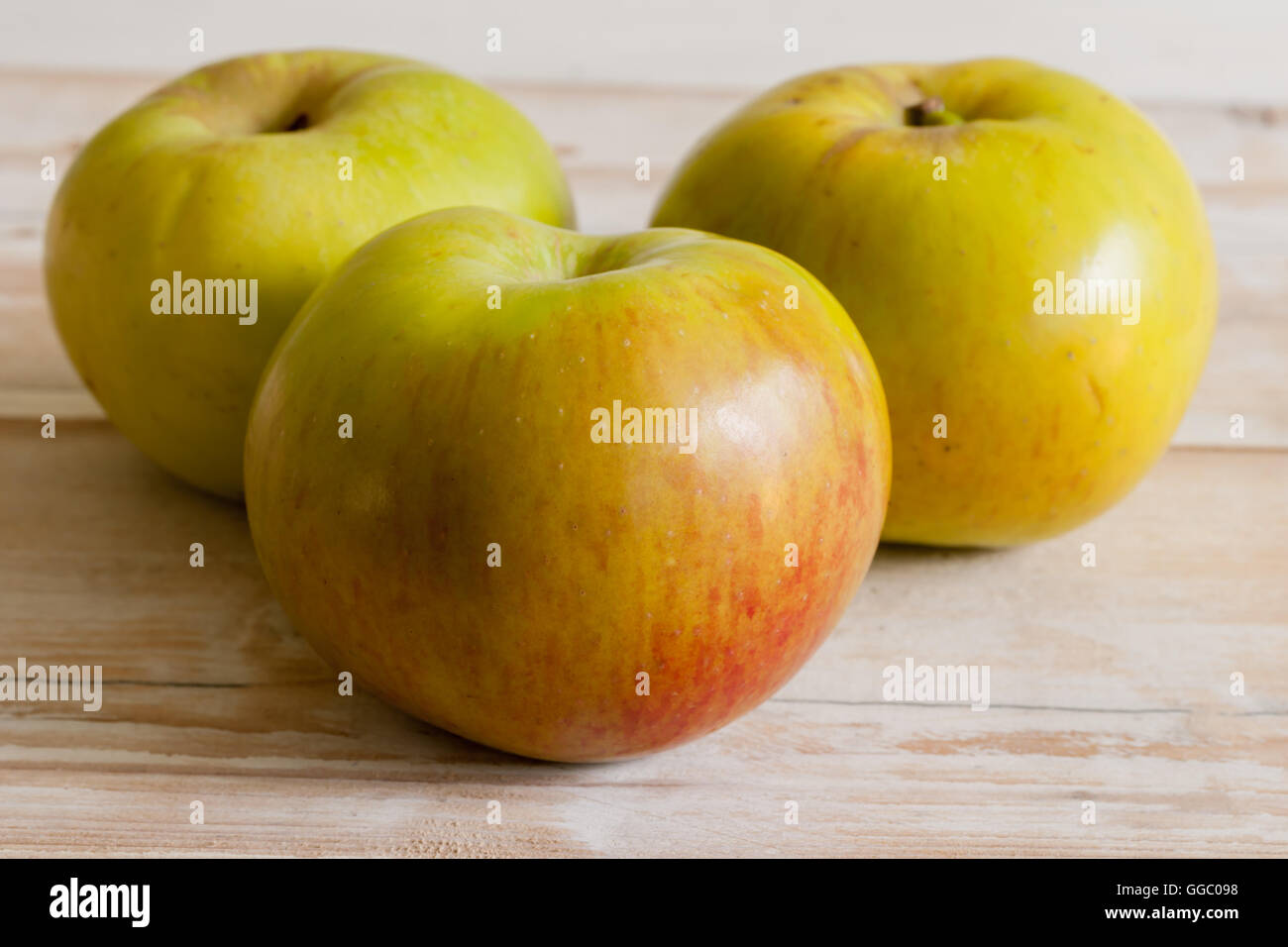 Bramley cooking apples or Malus domestica 'Bramley's Seedling' a ...