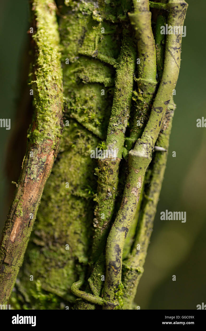 Tree root growing over hi-res stock photography and images - Alamy