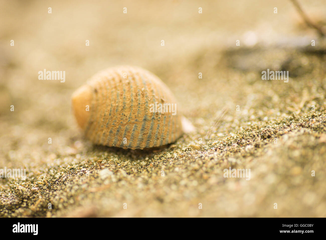 Crab on the sand hiding in a shell Stock Photo - Alamy