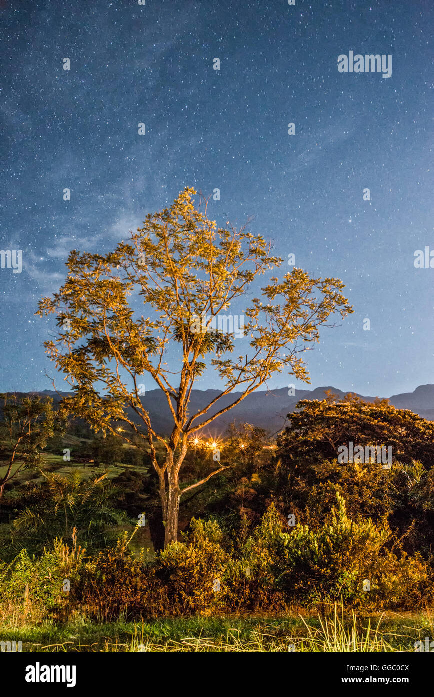 A tree standing under a starry sky Stock Photo - Alamy