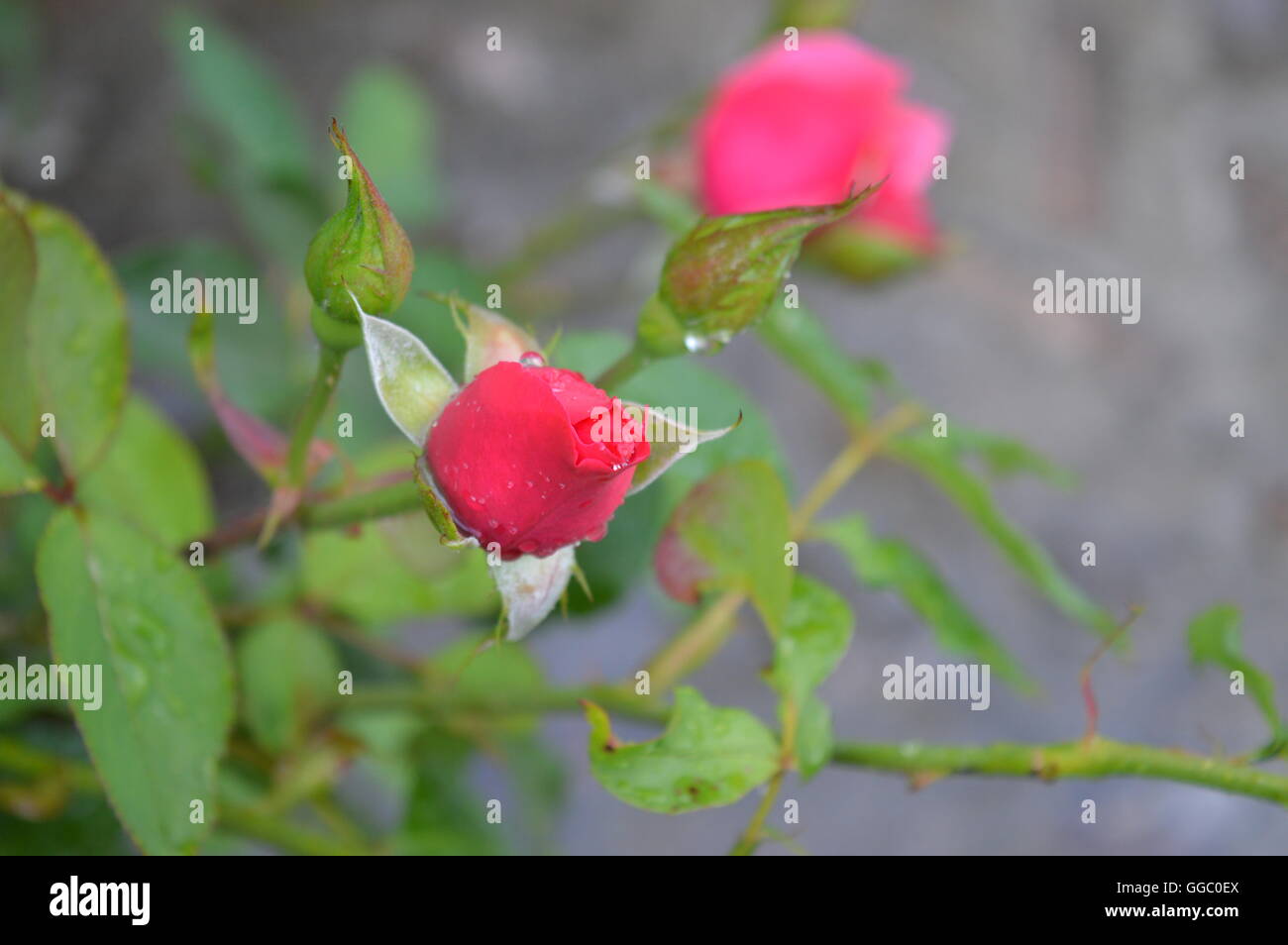 Close up of rosebud hi-res stock photography and images - Alamy
