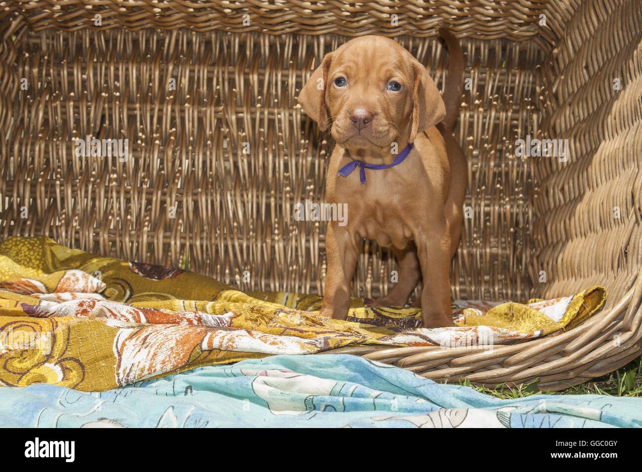 cute puppy of Hungarian hound in a wicker basket on garden Viszla Stock ...