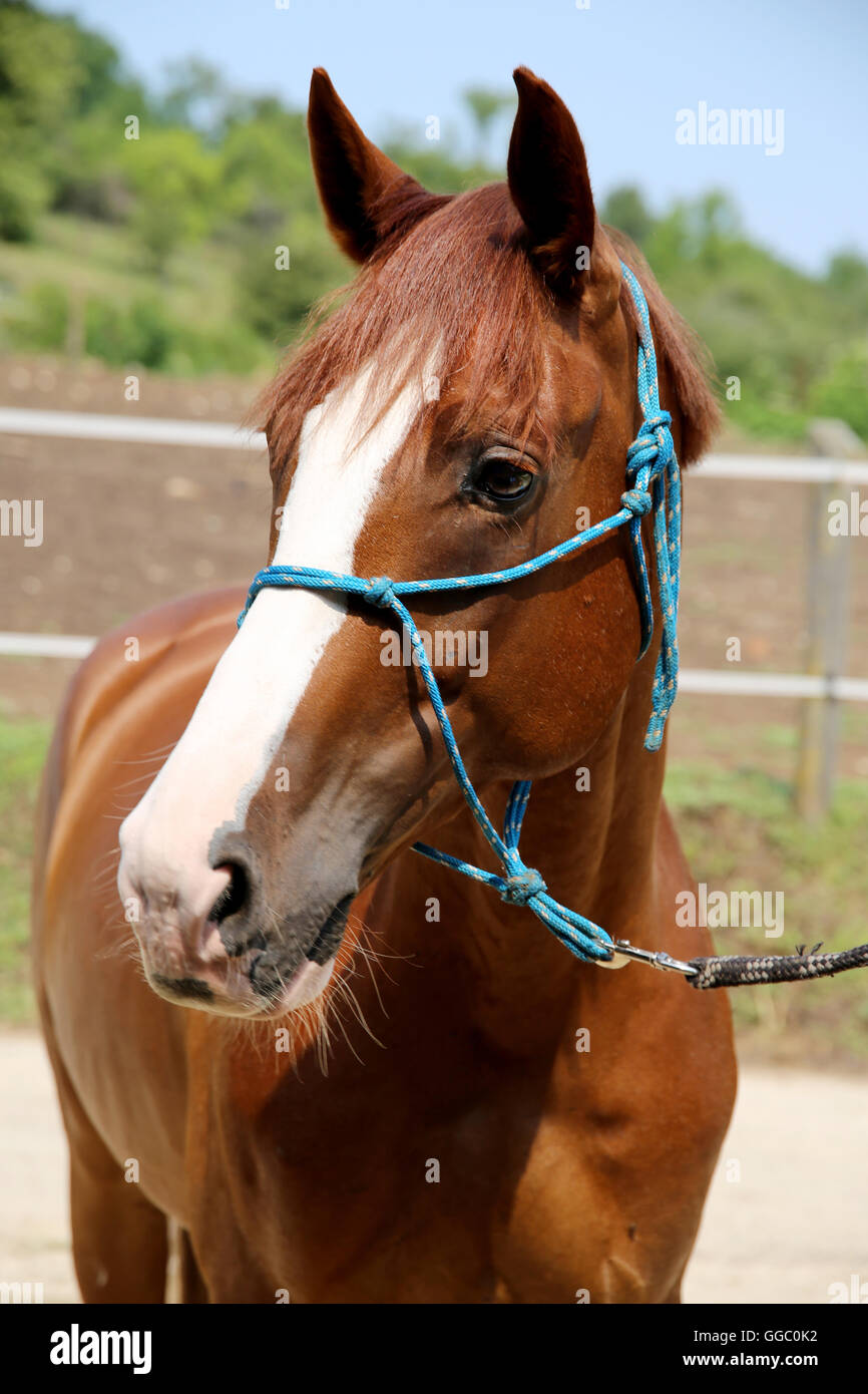 Anglo arabian horse hi-res stock photography and images - Alamy
