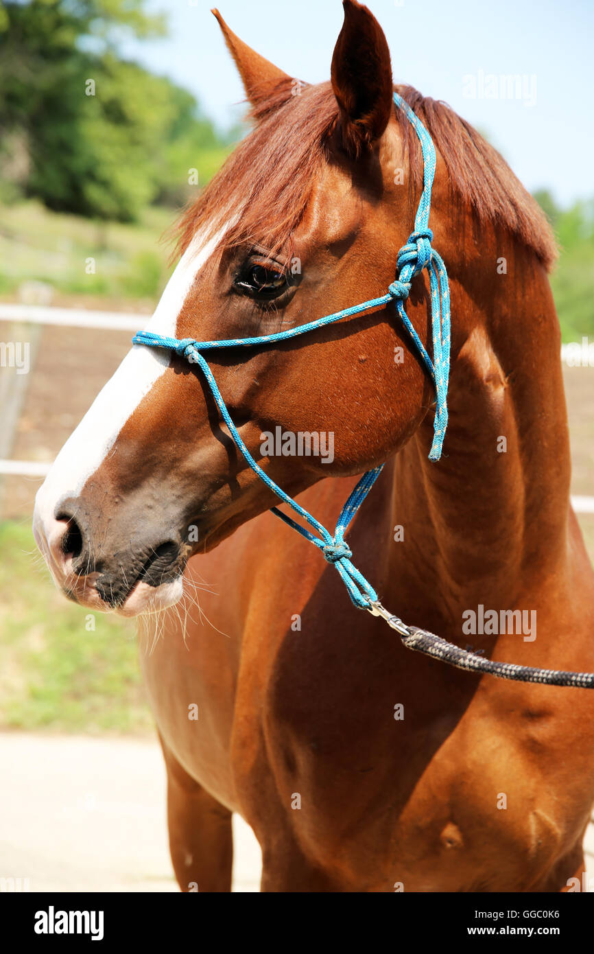 Purebred young hungarian gidran horse standing at rural horse farm ...