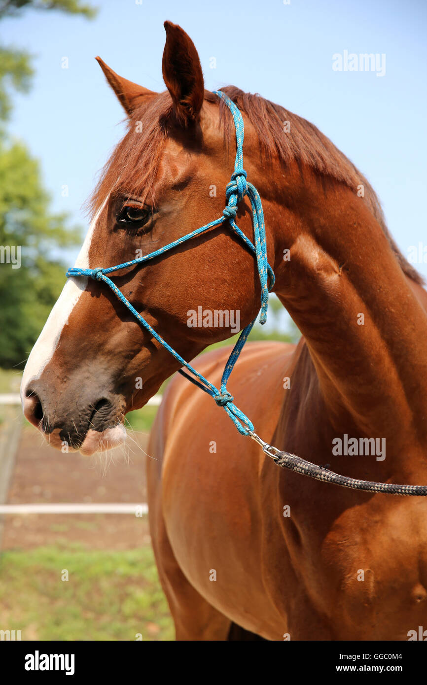 Anglo arab horse hi-res stock photography and images - Alamy