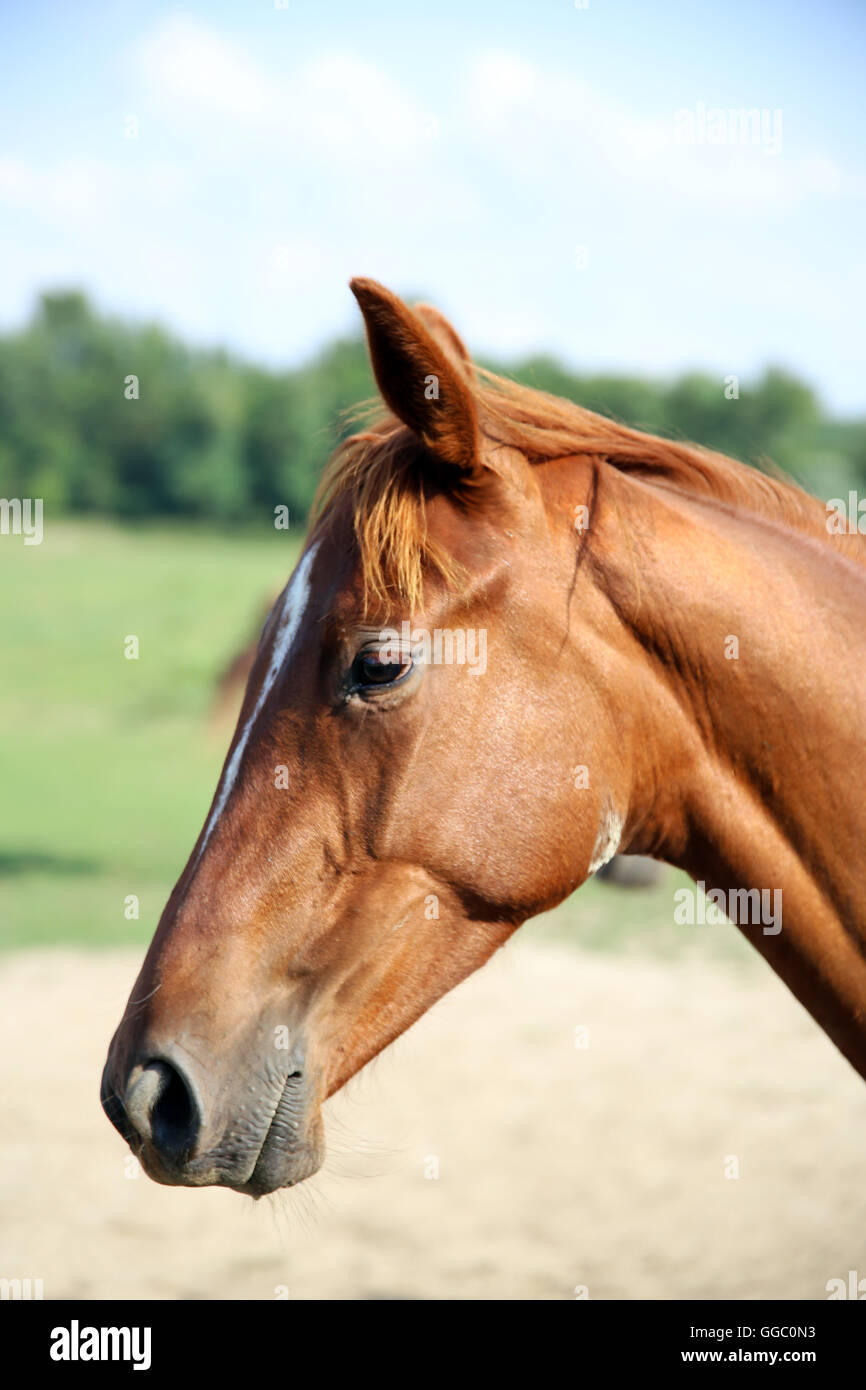 Head of a chestnut colored gidran youngster hungarian anglo-arab horse ...