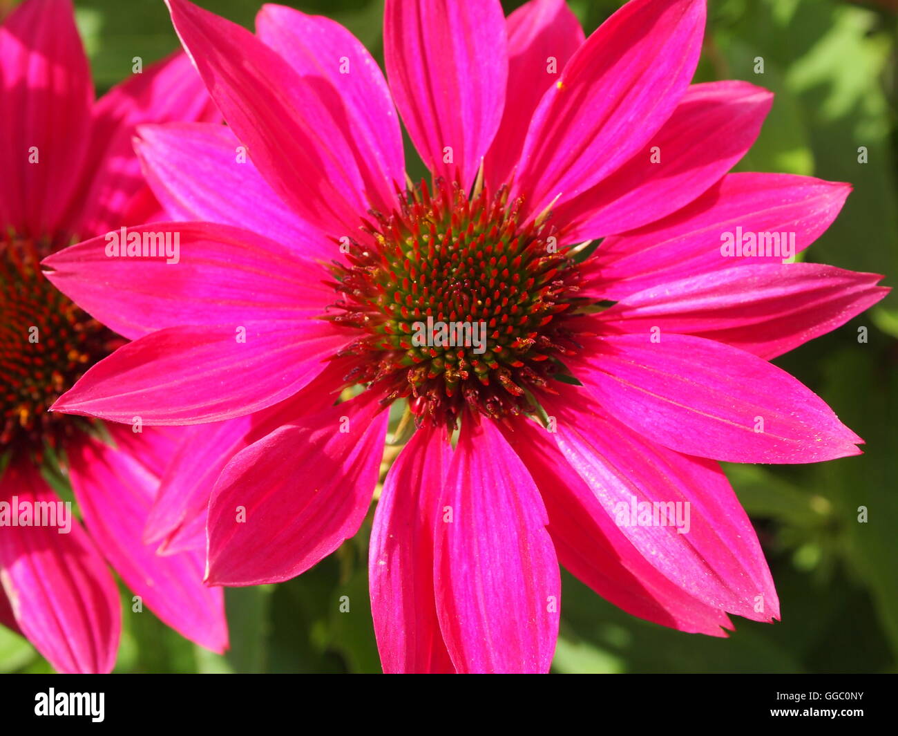 Flowers and colours Stock Photo - Alamy