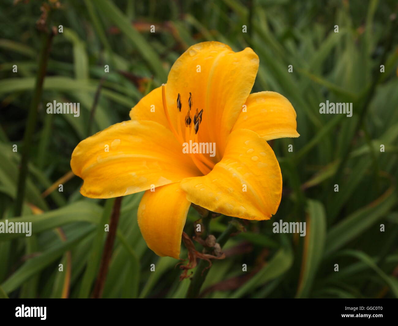 Flowers and colours Stock Photo - Alamy