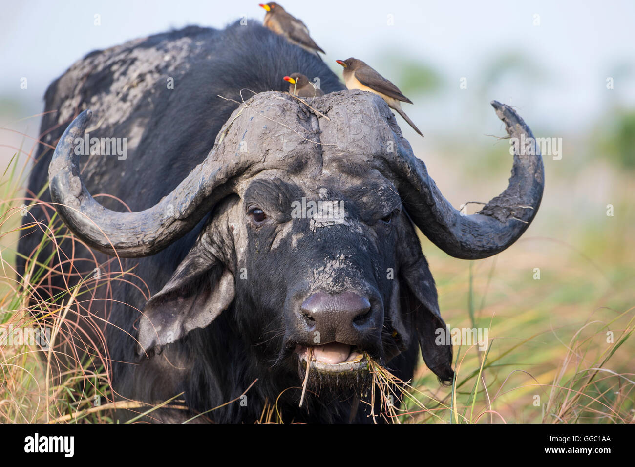 Frontal close up of a Cape Buffalo head Syncerus caffer with Oxpeckers ...