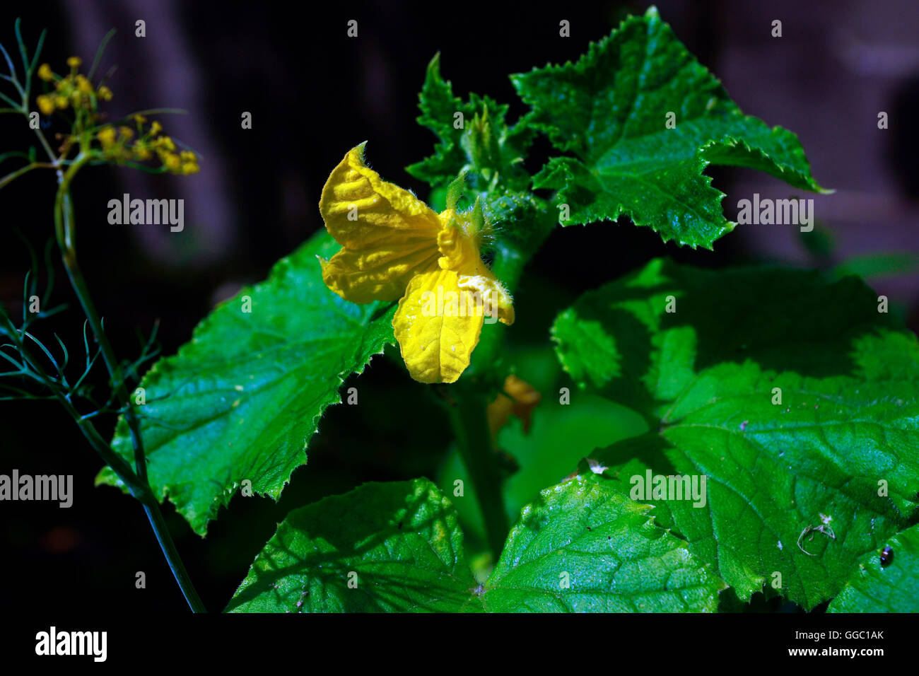 Cucumber farm england hi-res stock photography and images - Alamy