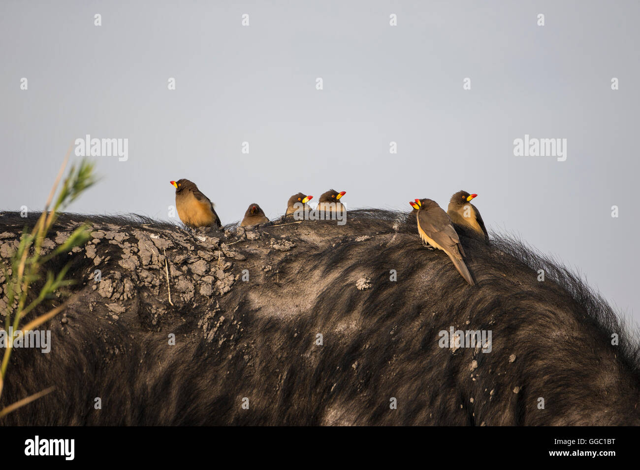 Yellow billed Oxpeckers Buphagus africanus on the back of a Cape ...
