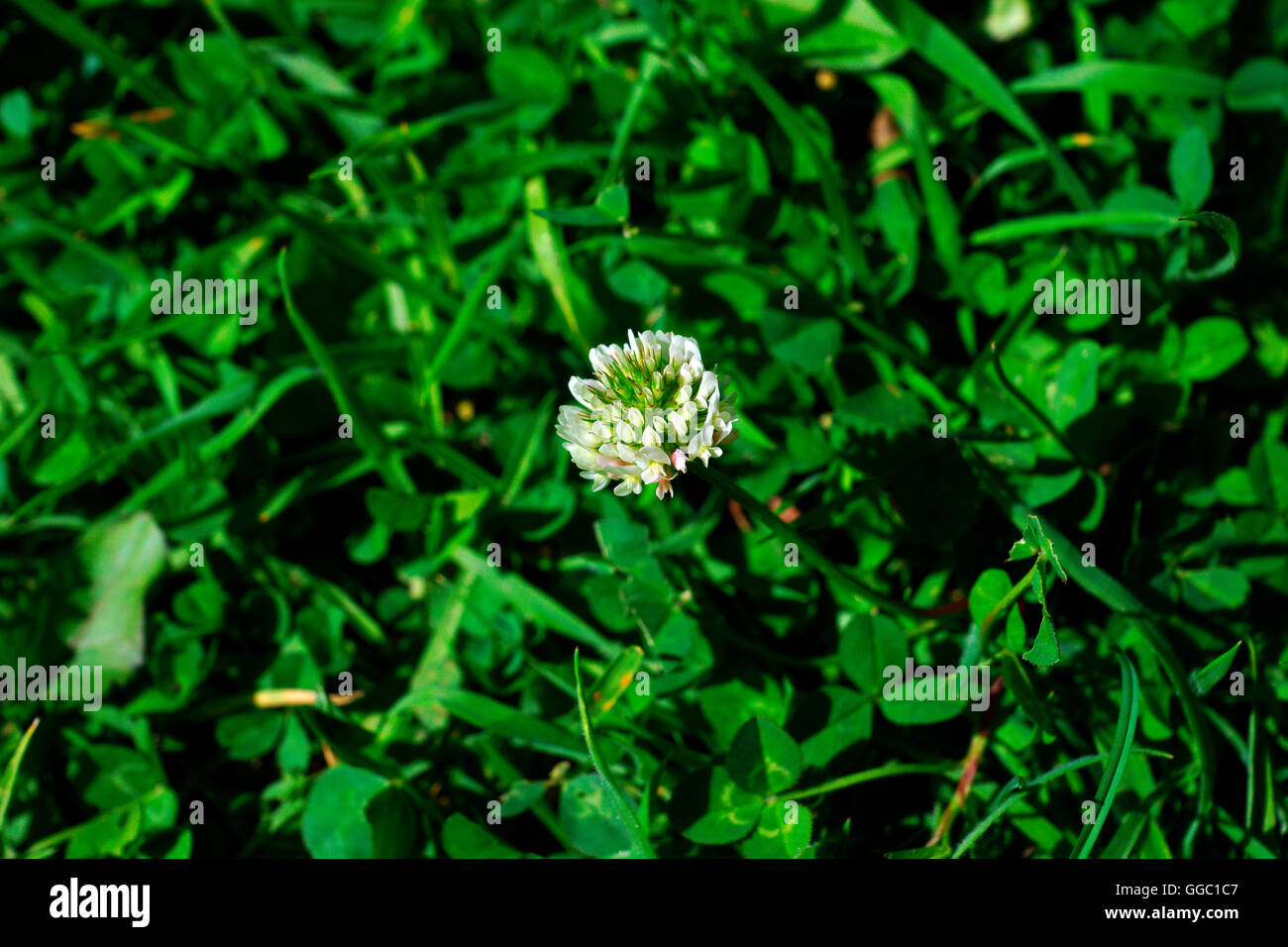 Trifolium repens dried hi-res stock photography and images - Alamy