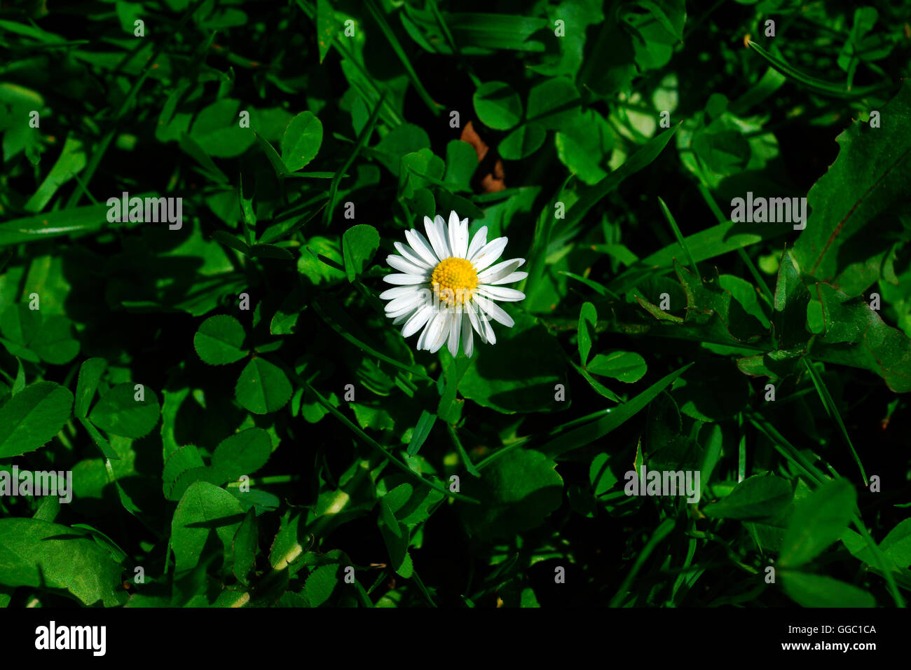 DAISY IN FULL BLOOM Stock Photo - Alamy