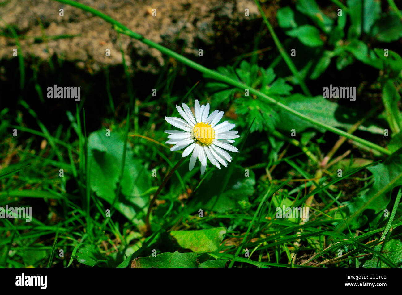 DAISY IN FULL BLOOM Stock Photo - Alamy