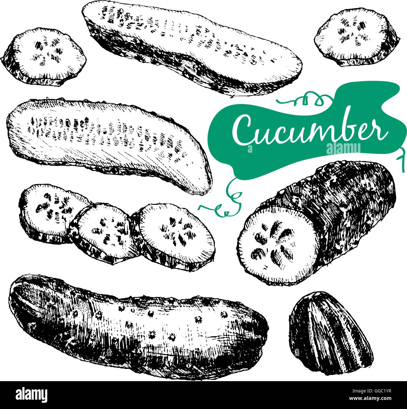 Hand drawn collection of cucumbers Stock Vector Image & Art - Alamy