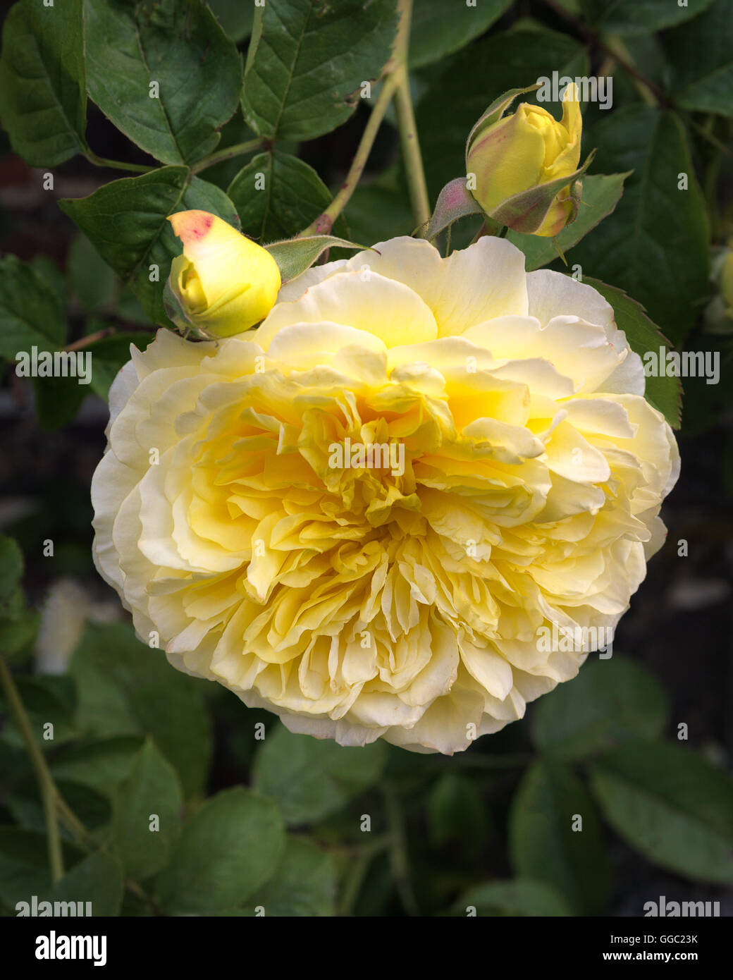 When it comes to sending a joyful message, yellow roses are your best ...