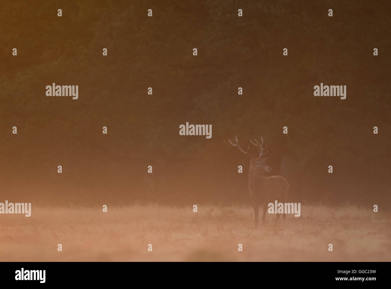Red deer stag in the red mist during sunrise Stock Photo - Alamy