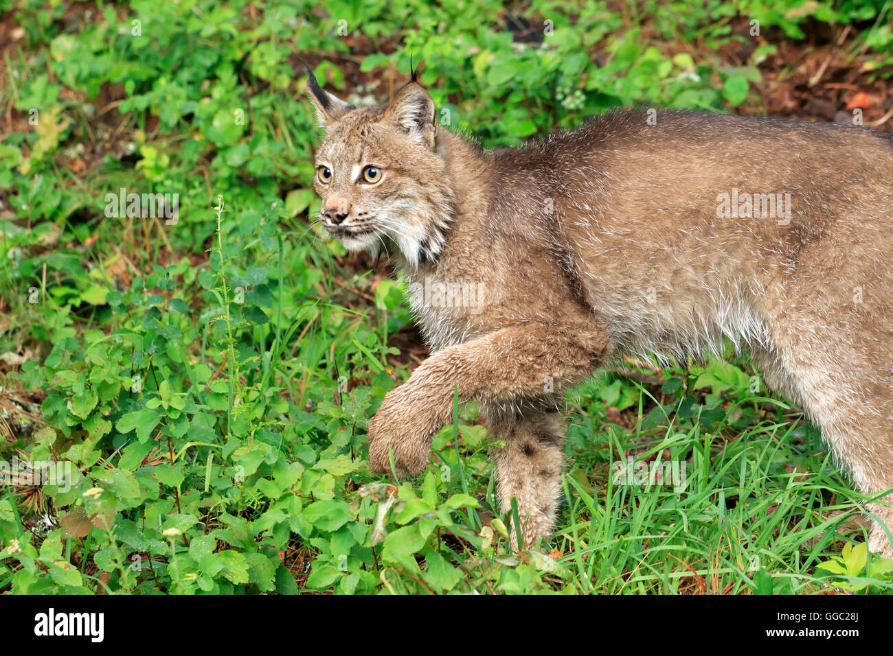 Canada lynx, Lynx canadensis Stock Photo - Alamy
