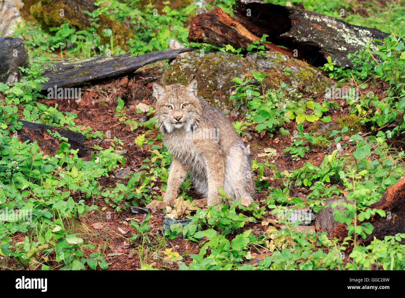Canada lynx, Lynx canadensis Stock Photo - Alamy