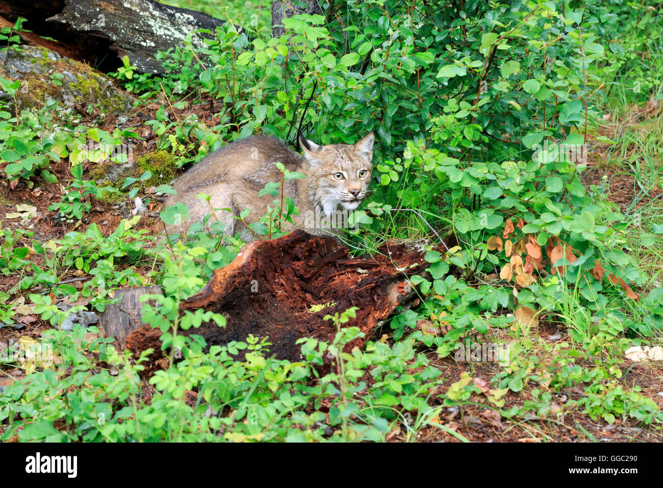 Canada lynx, Lynx canadensis Stock Photo - Alamy