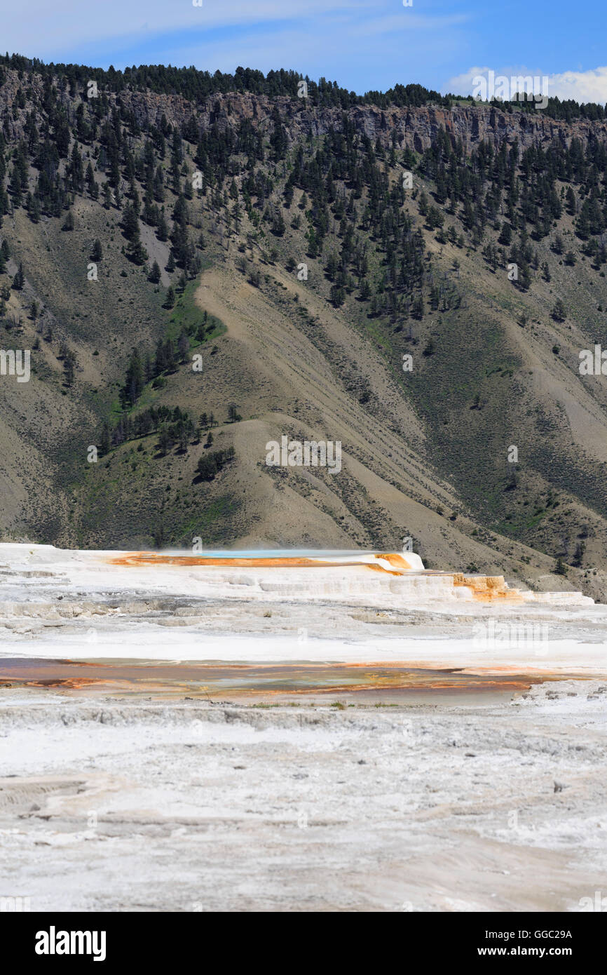 Canary Spring, Mammoth Hot Springs, Upper Terraces, Yellowstone ...