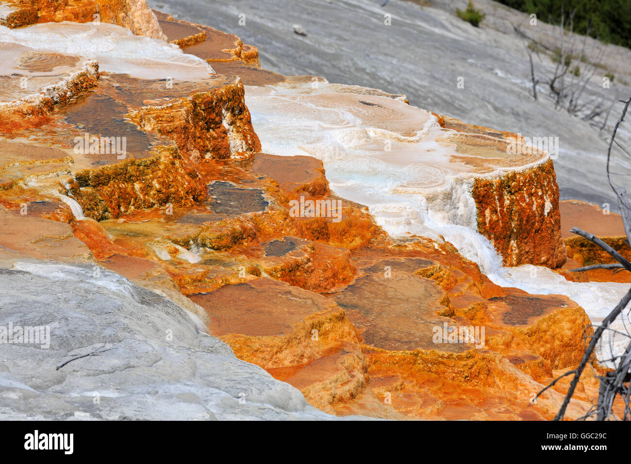 Canary Spring, Mammoth Hot Springs, Upper Terraces, Yellowstone ...