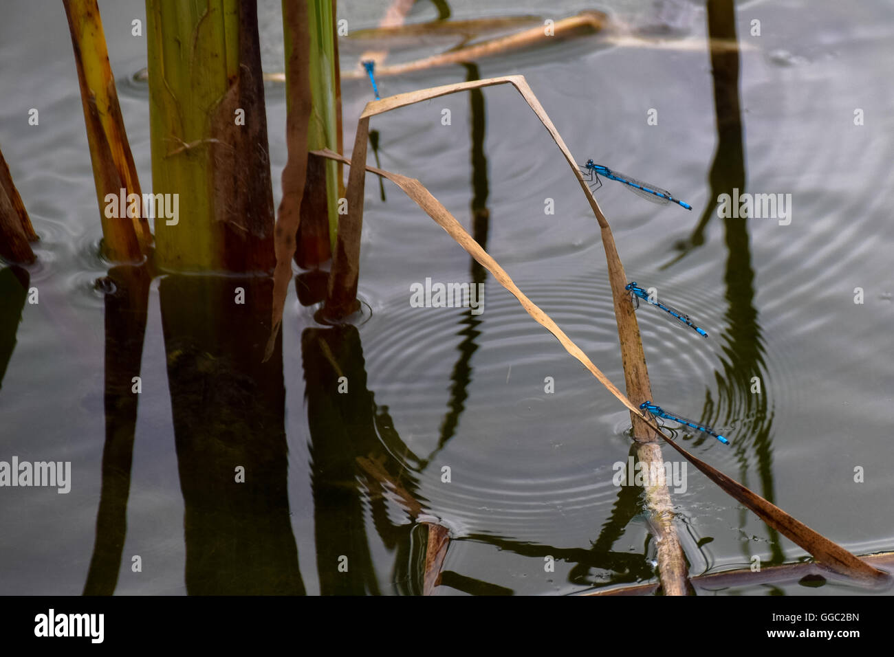 Three damselflies on a dried out reed Stock Photo - Alamy