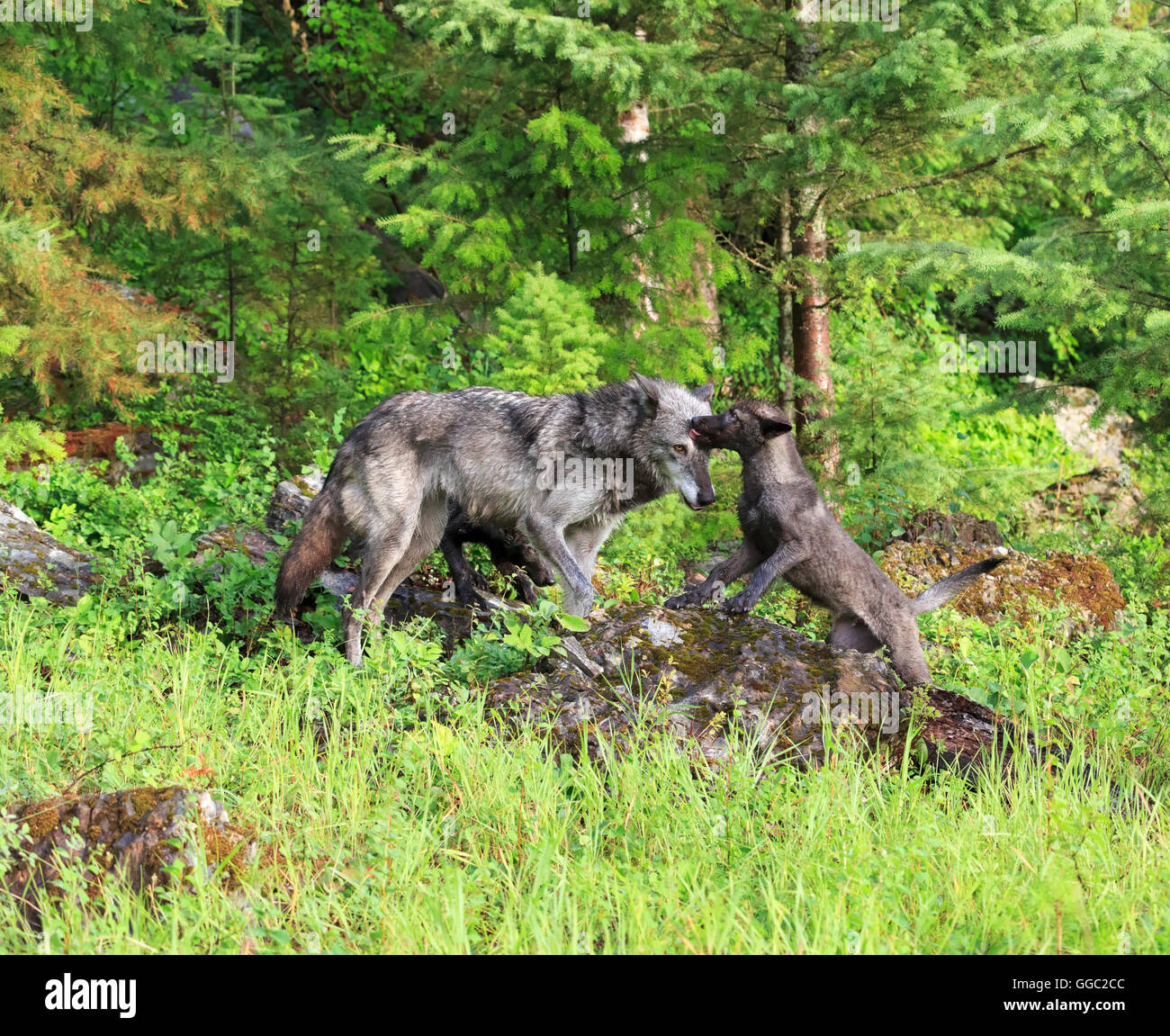 Grey wolf, Canis lupus, mother with pup Stock Photo - Alamy