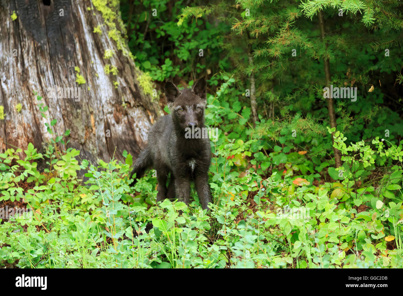 Black Wolf Puppies