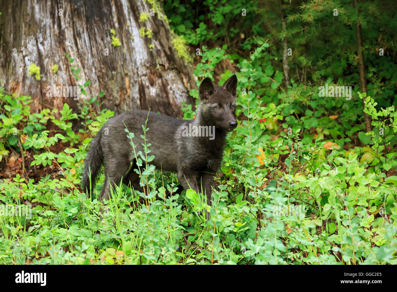 Gray wolf pup, Canis lupus Stock Photo - Alamy
