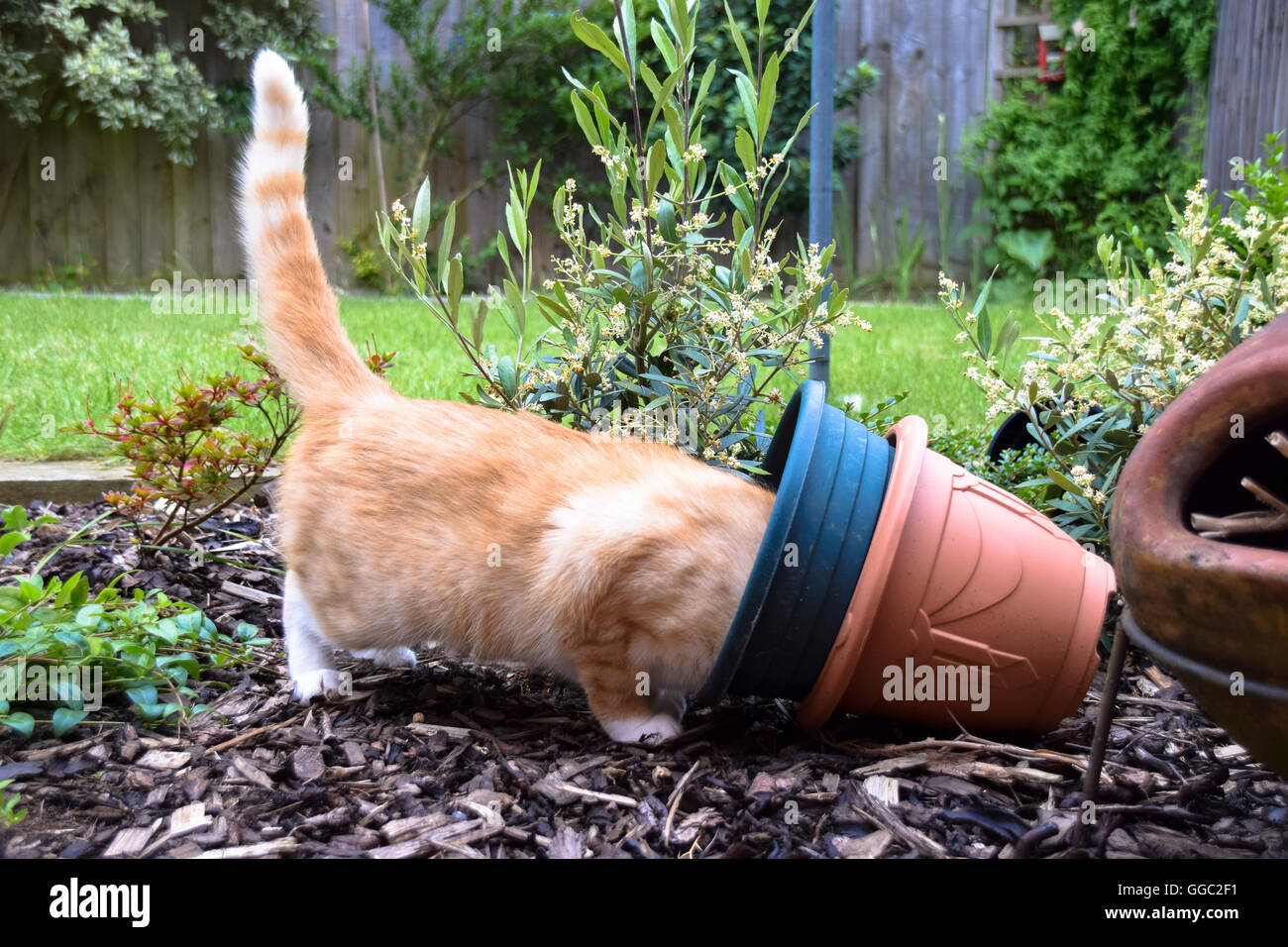 Curious cat looking into plastic buckets Stock Photo - Alamy
