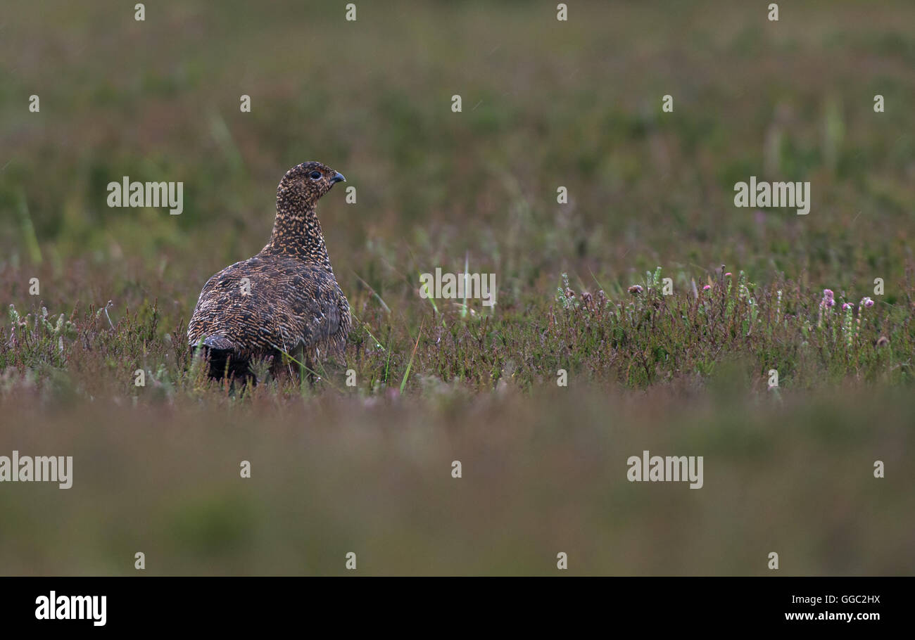 Red Grouse Female Uk High Resolution Stock Photography and Images - Alamy