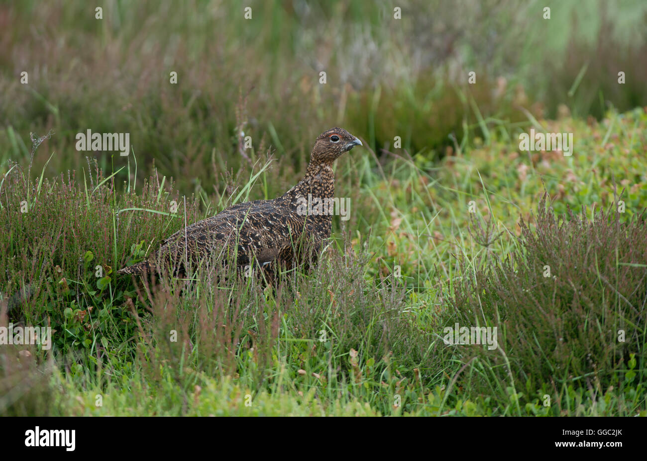 Red grouse female uk hi-res stock photography and images - Alamy