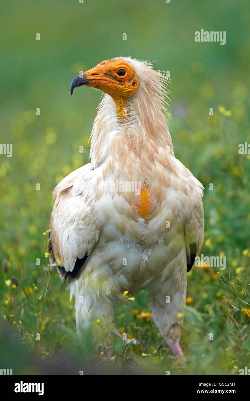 Habitat vulture hi-res stock photography and images - Alamy